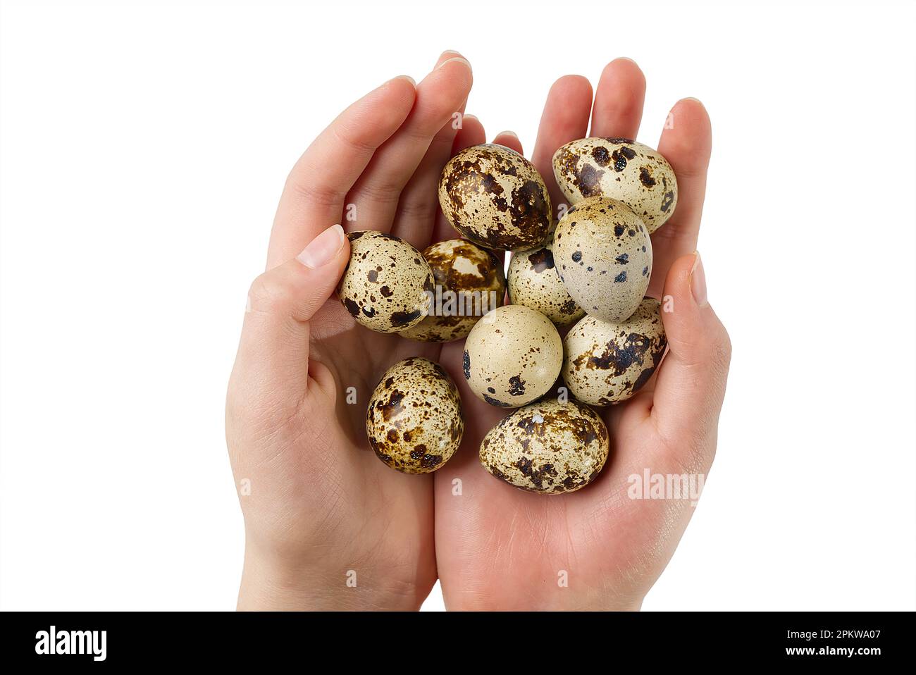 Pile of quail eggs in hand isolated on white background Stock Photo - Alamy