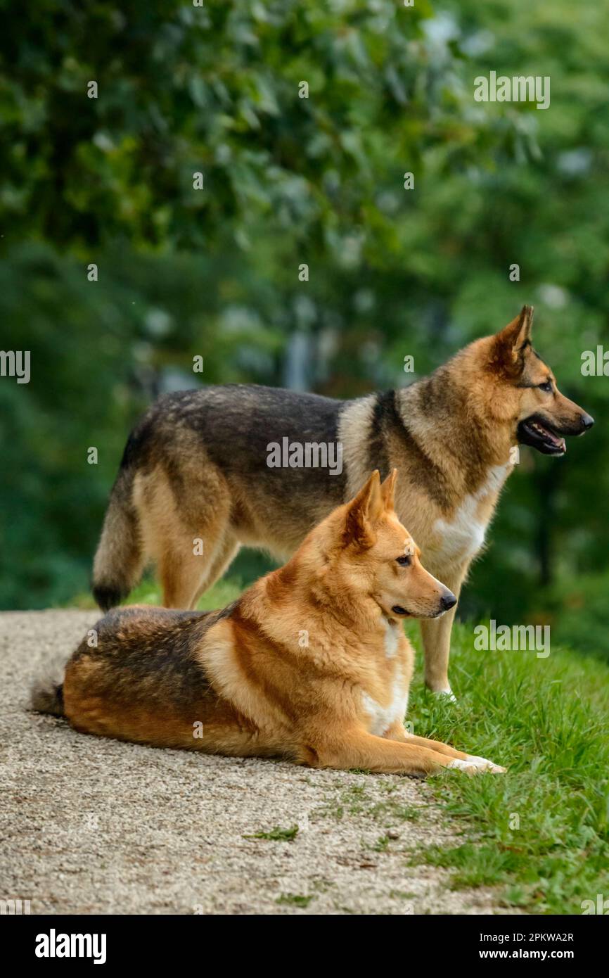 Couple of German shepherd dogs in the field with blurred foliage ...