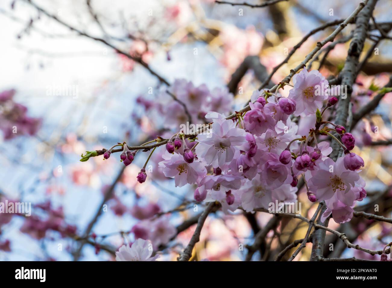 Sakura tree full bloom in Tokyo, Japan Stock Photo - Alamy