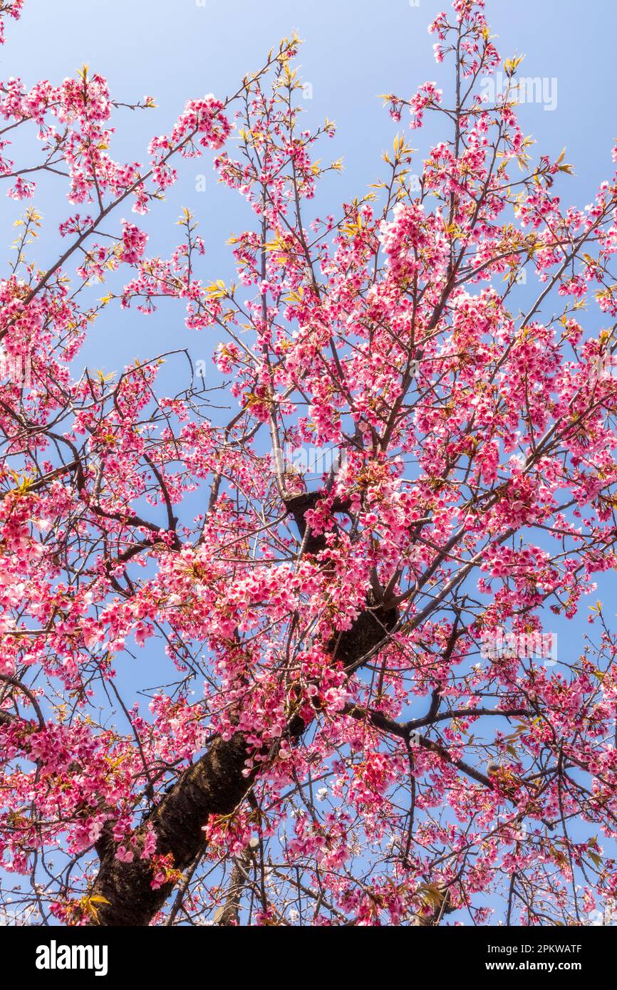 Real sakura flower hi-res stock photography and images - Alamy