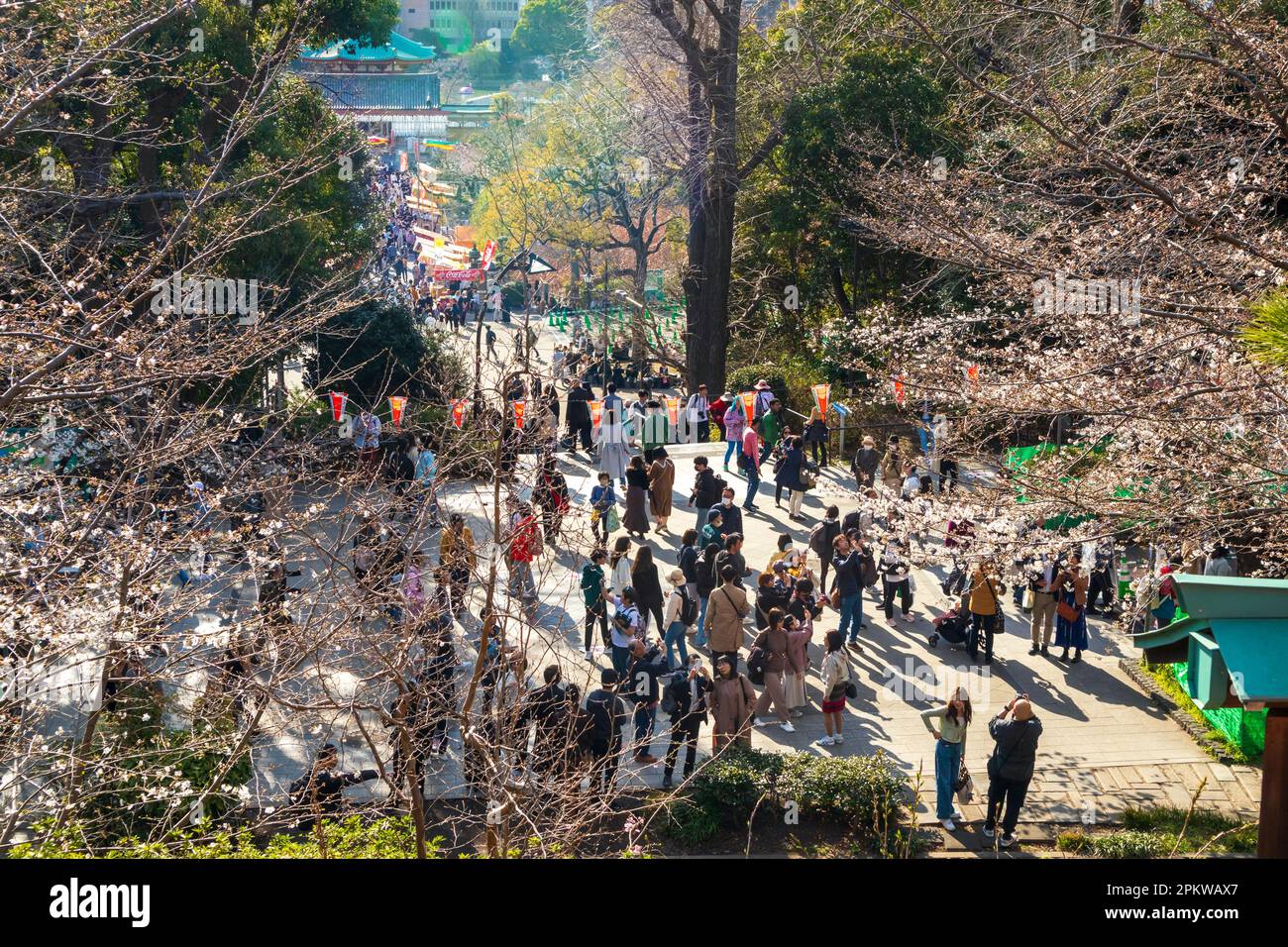 Tokyo, Japan - March 20, 2023: Visitors enjoy cherry blossom (Sakura ...