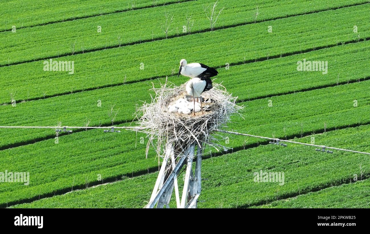 SUQIAN, CHINA - APRIL 10, 2023 - Oriental white storks take care of ...