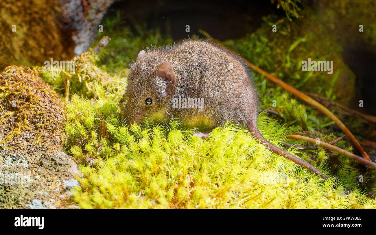 Marsupial mouse hi-res stock photography and images - Alamy