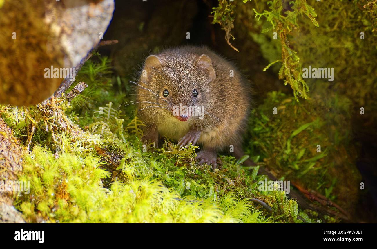 Dusky antechinus marsupial mouse in morning sun on moss at Mount ...