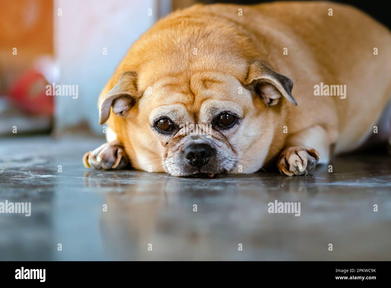 Fat brown old dog lying in front of the door and waiting for his owner ...