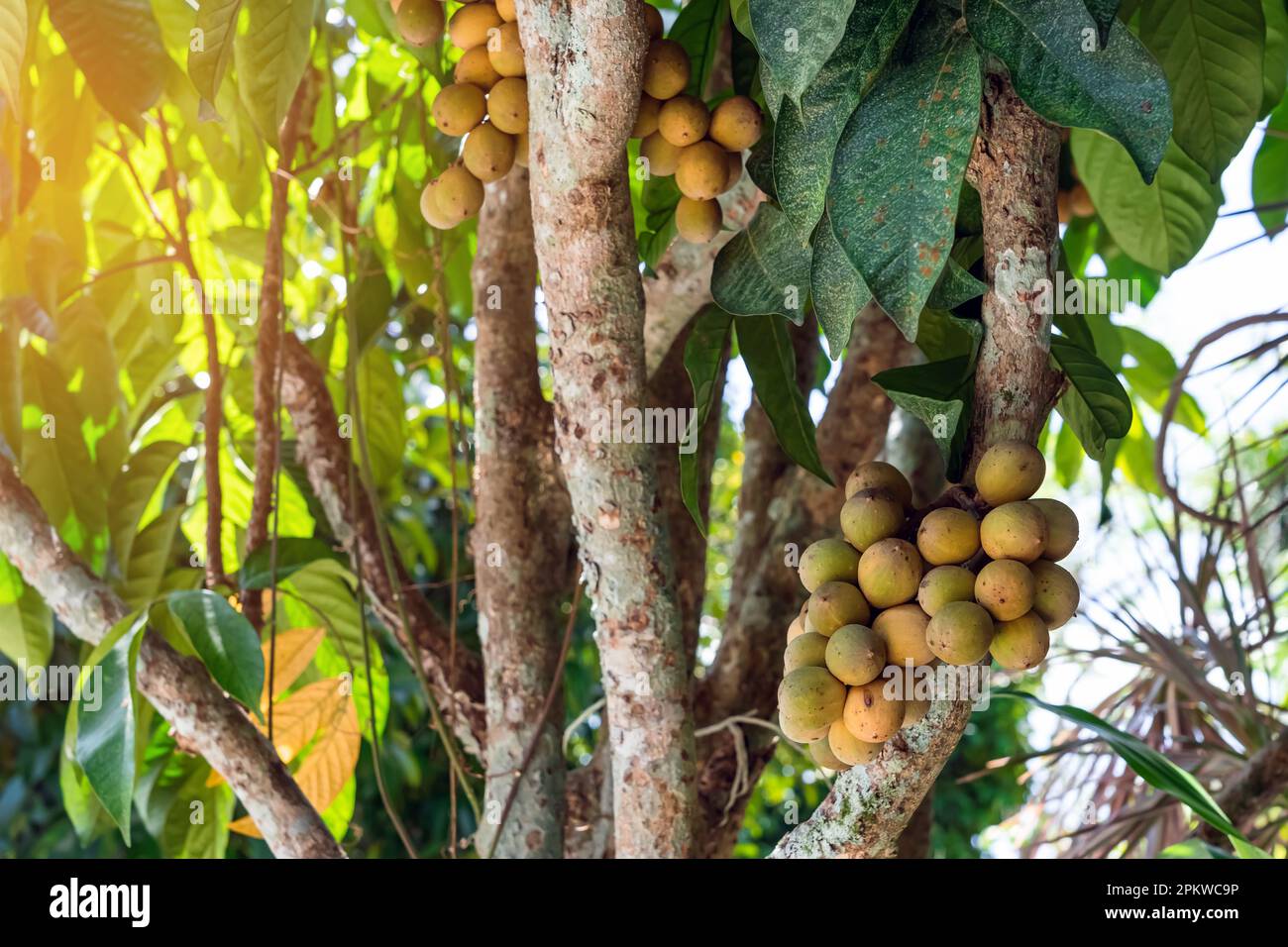 Longkong or Lansium parasiticum (duku fruit) on tree branch. Duku is ...