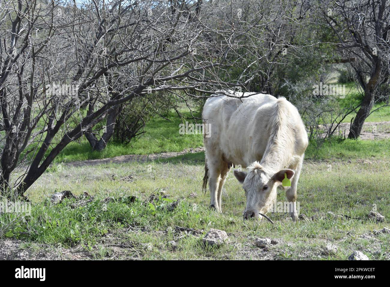 Cattle grazing arizona hi-res stock photography and images - Alamy