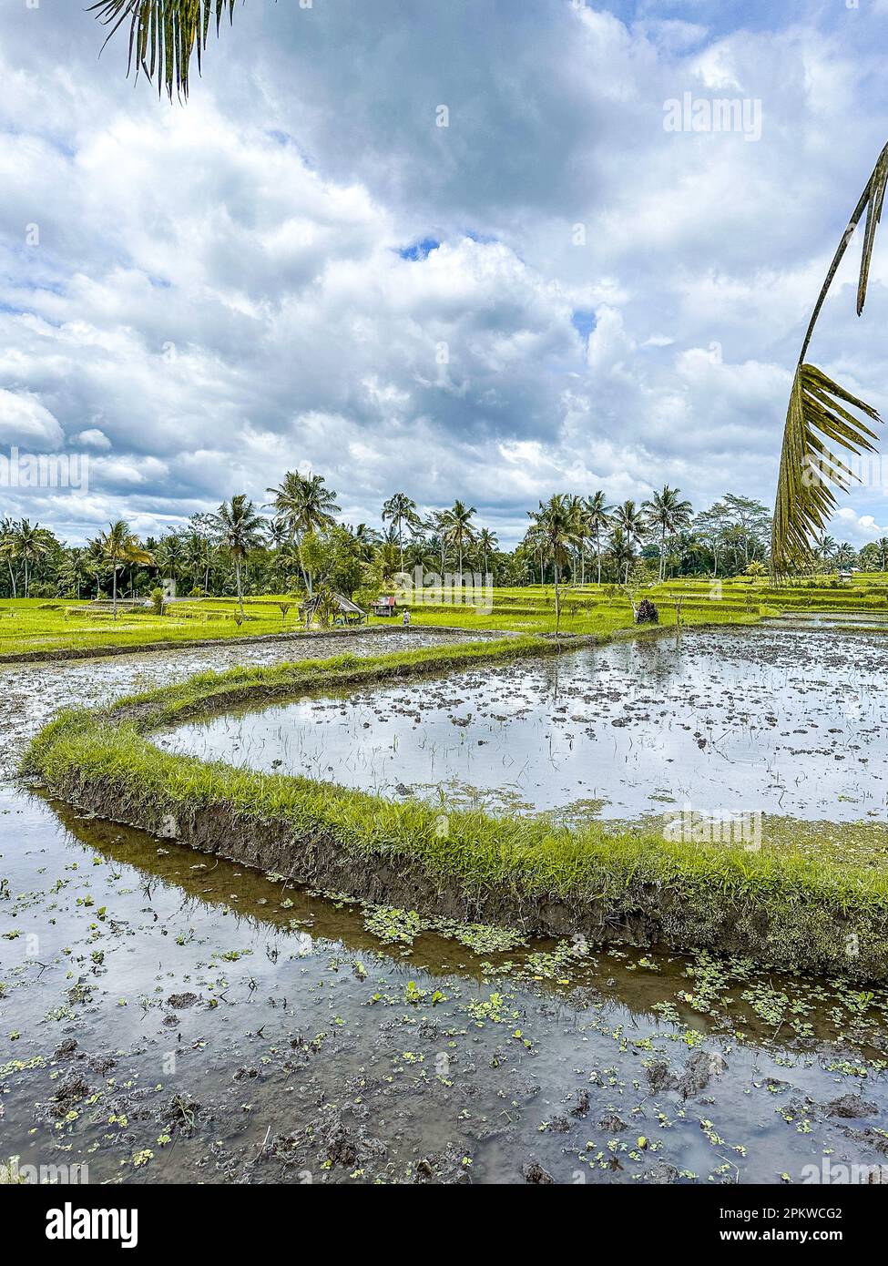 Desa mancingan rice field in Gianyar Regency, Bali, Indonesia Stock ...
