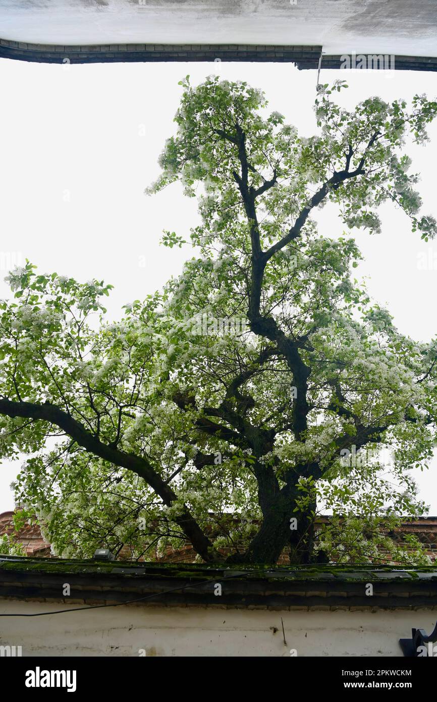 **CHINESE MAINLAND, HONG KONG, MACAU AND TAIWAN OUT** A hundred-year ...