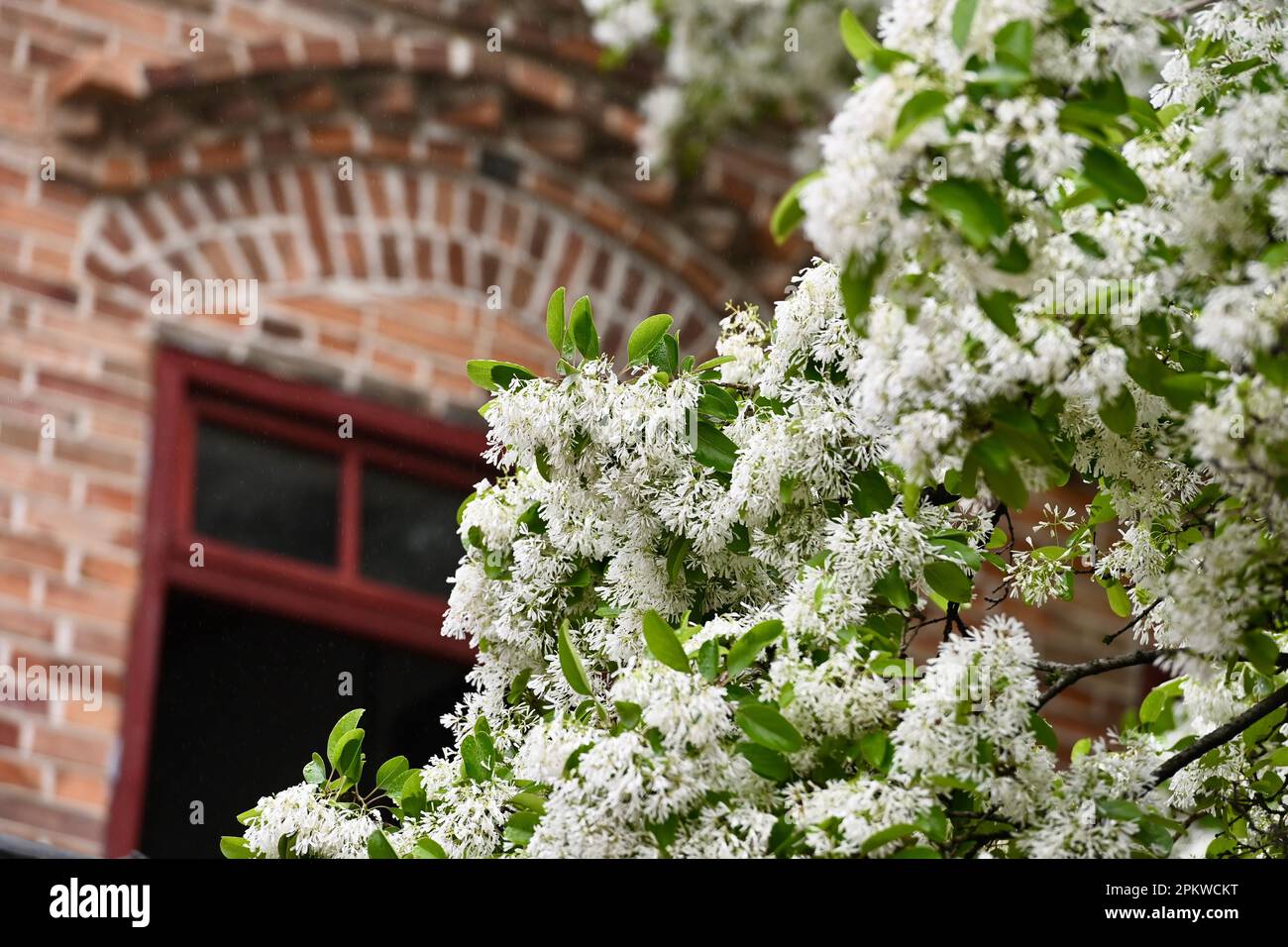 **CHINESE MAINLAND, HONG KONG, MACAU AND TAIWAN OUT** A hundred-year ...