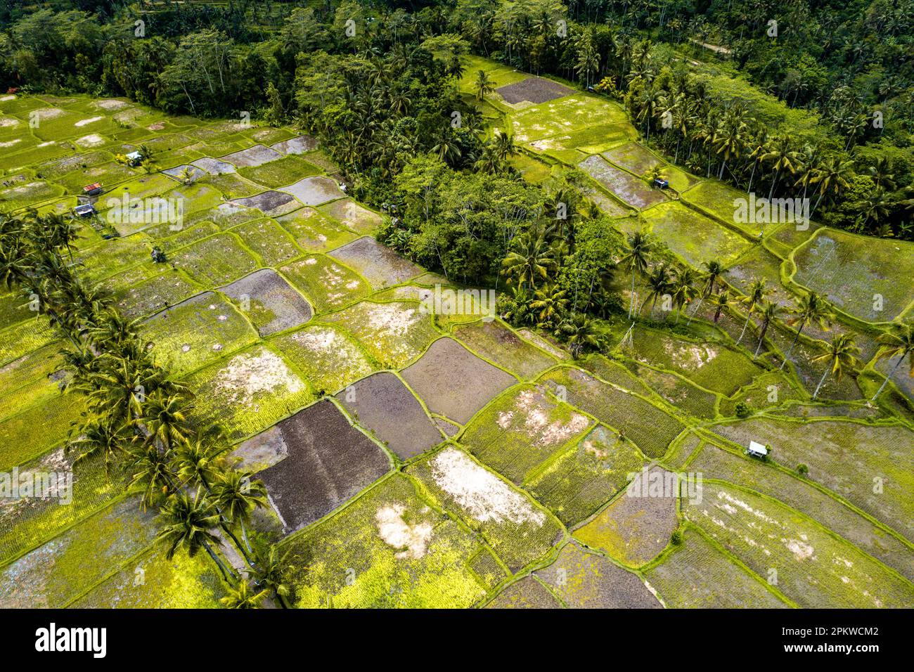 Aerial view of Desa mancingan rice field in Gianyar Regency, Bali ...