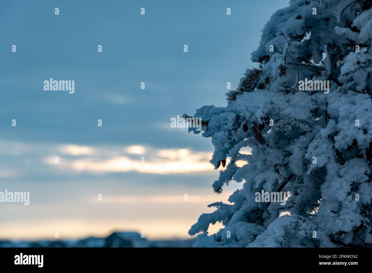 Heavy snow weighing down pine tree branches in the early morning Stock ...