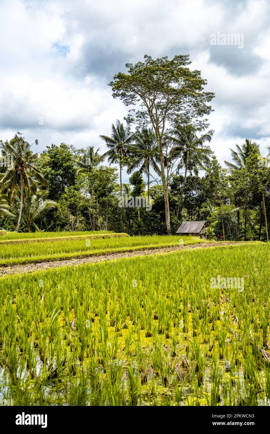 Desa mancingan rice field in Gianyar Regency, Bali, Indonesia Stock ...