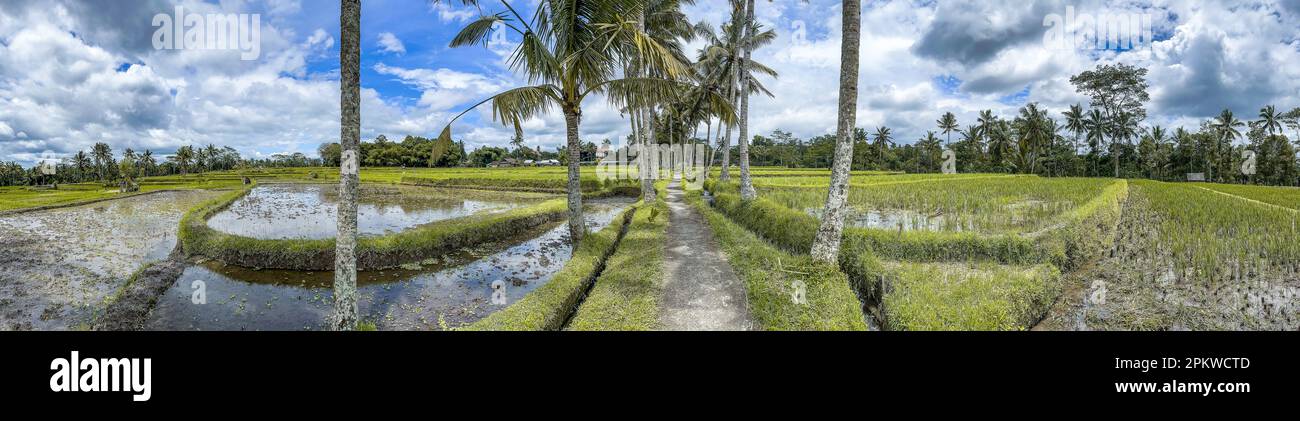 Desa mancingan rice field in Gianyar Regency, Bali, Indonesia Stock ...
