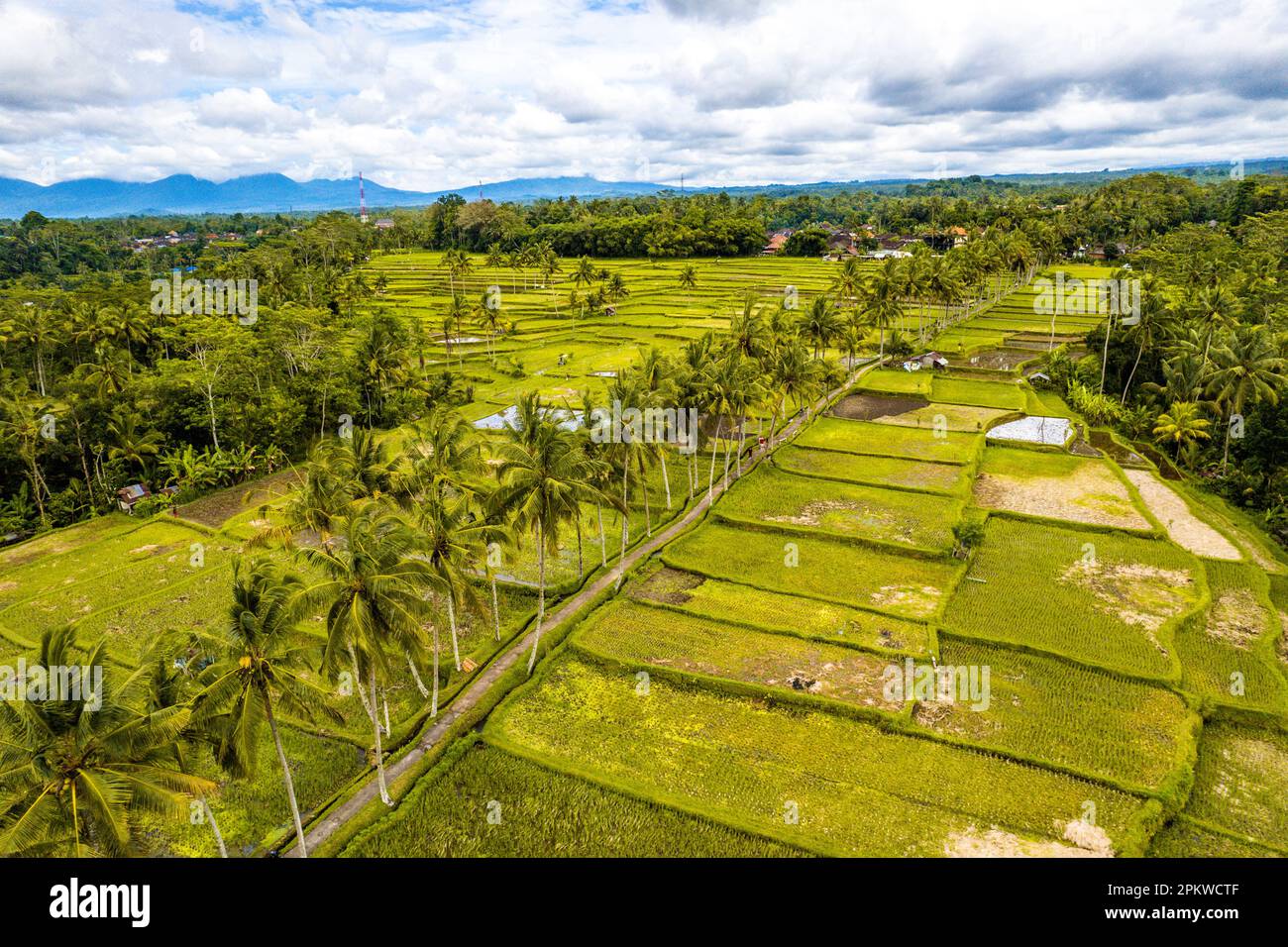 Aerial view of Desa mancingan rice field in Gianyar Regency, Bali ...
