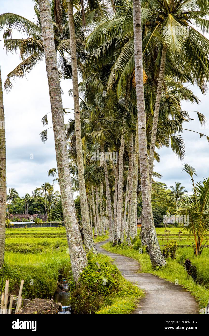 Mancingan hi-res stock photography and images - Alamy