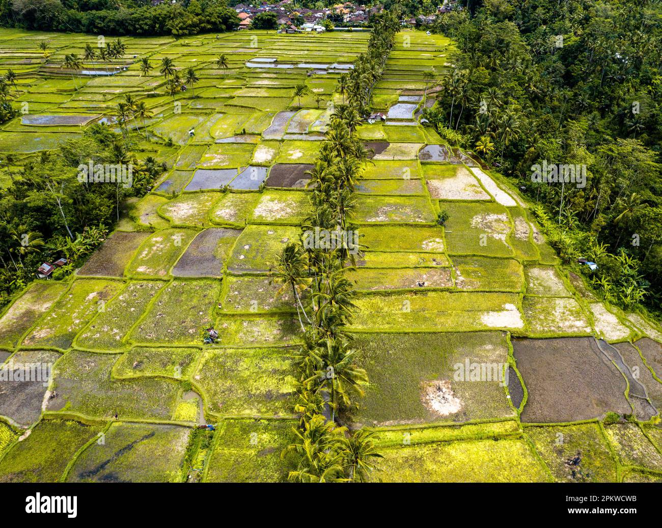 Aerial view of Desa mancingan rice field in Gianyar Regency, Bali ...