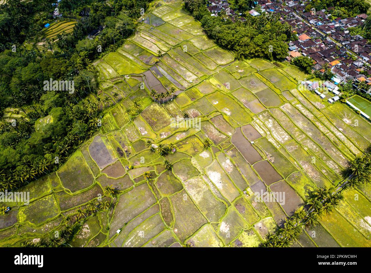 Aerial view of Desa mancingan rice field in Gianyar Regency, Bali ...
