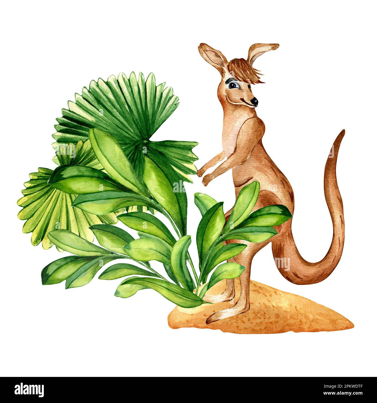 Cartoon Kangaroo Watercolor Illustration Isolated On White Background