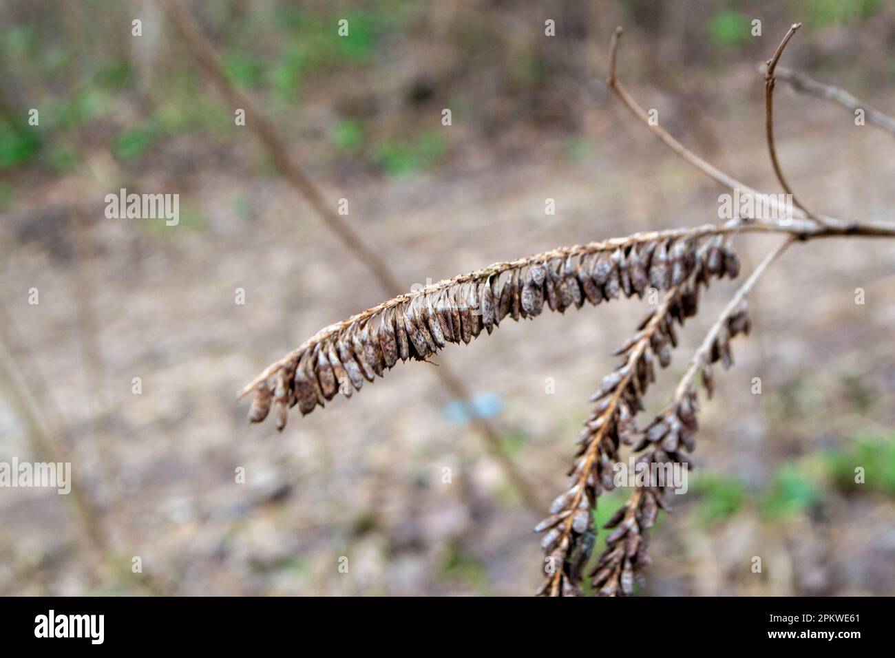 A close up of a plant with the word wild on it. High quality photo ...
