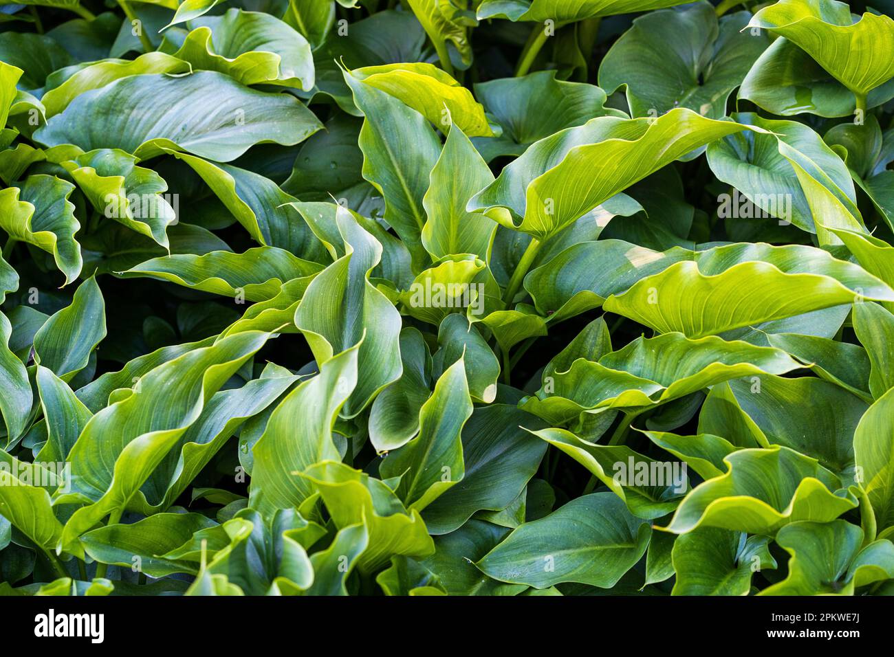 Brightly lit green leaves for a feeling of nature rain forest and ...