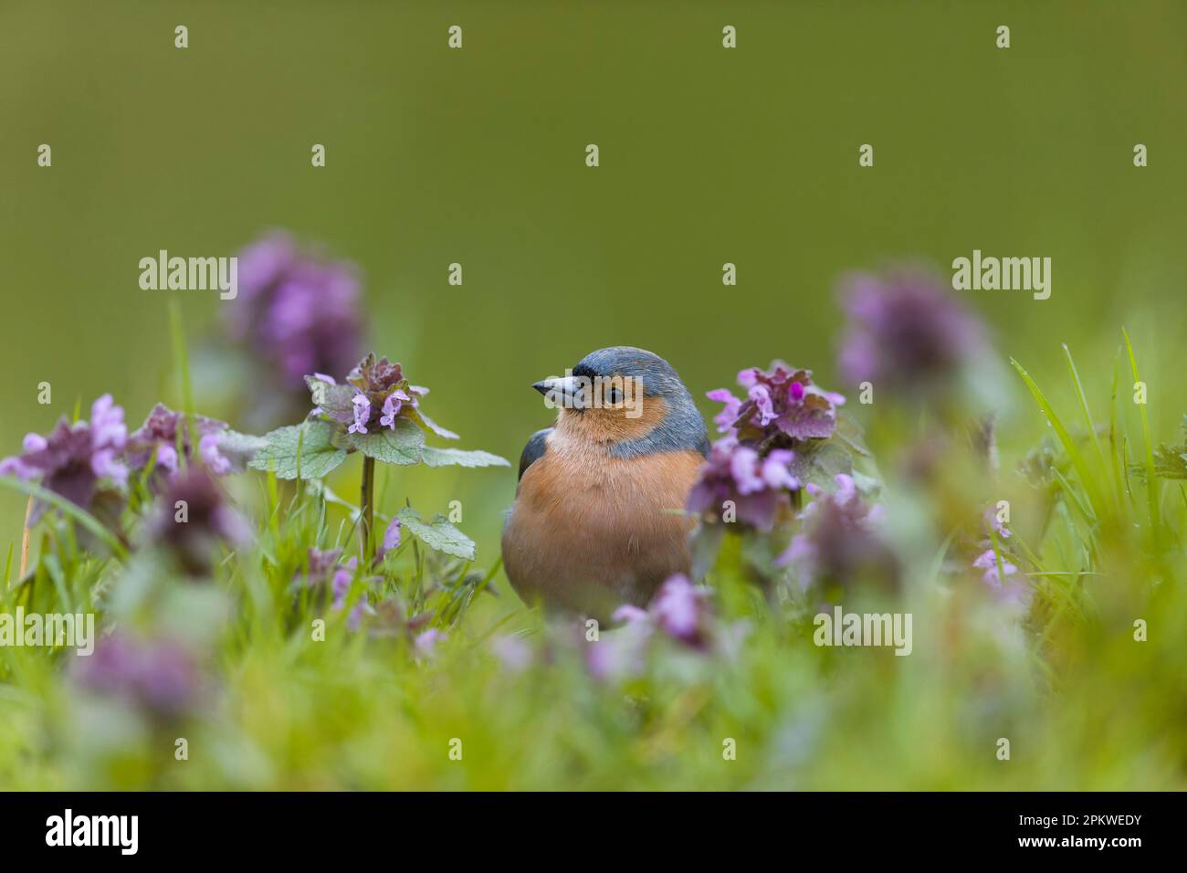 Common chaffinch Fringilla coelebs, adult male standing among Red dead ...