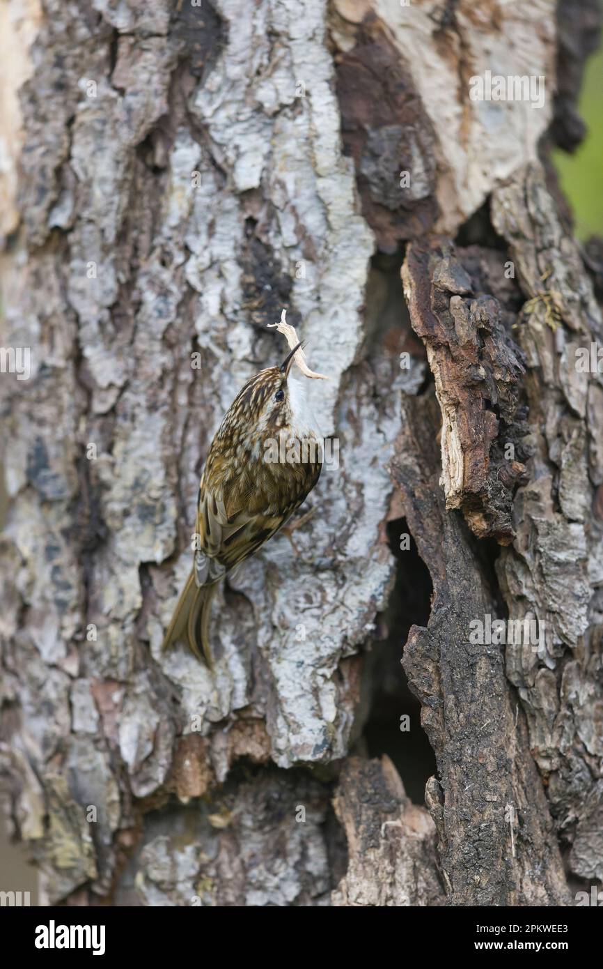 Common treecreeper Certhia familiaris, adult perched on trunk at nest ...