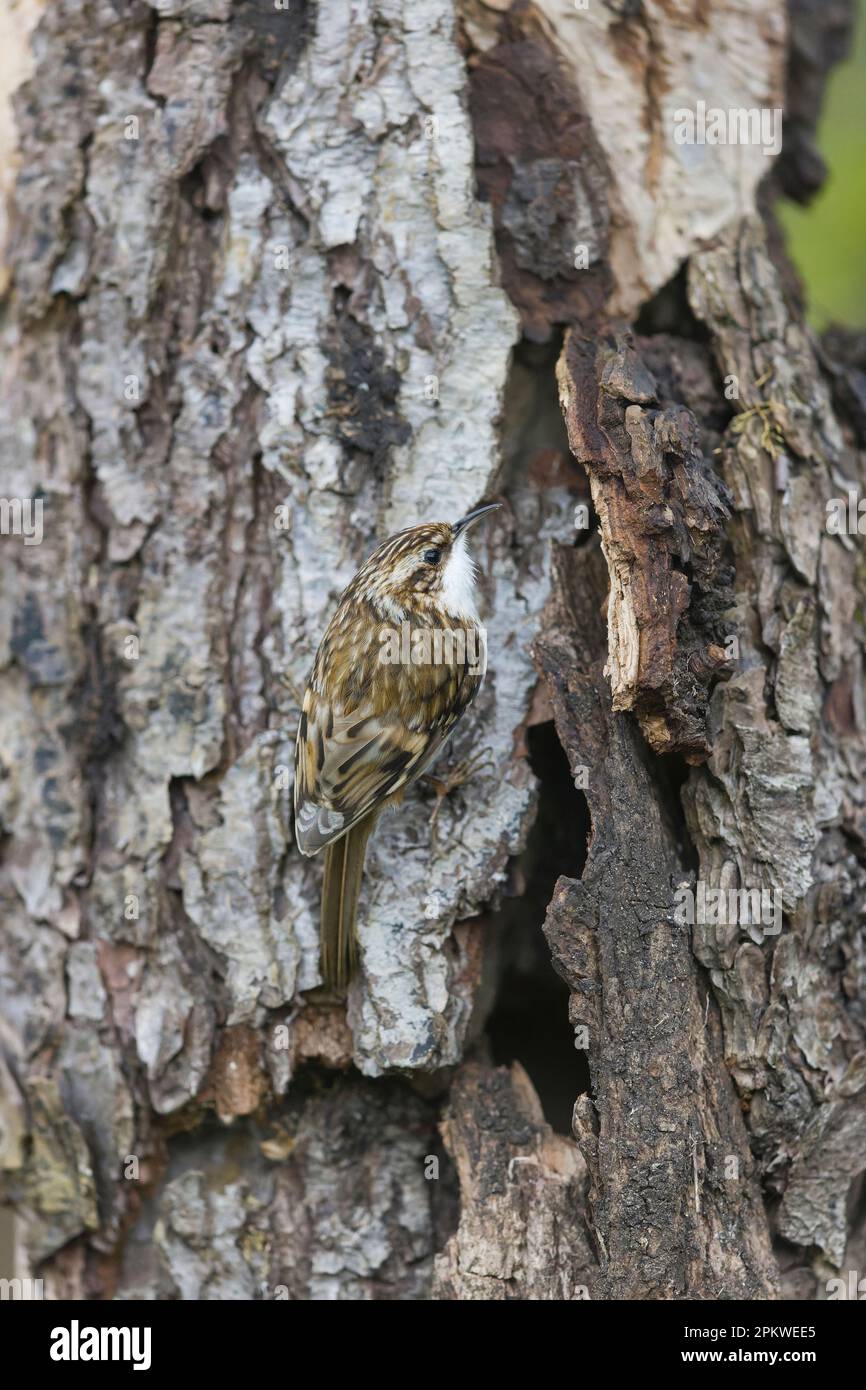 Common treecreeper Certhia familiaris, adult perched on trunk at nest ...