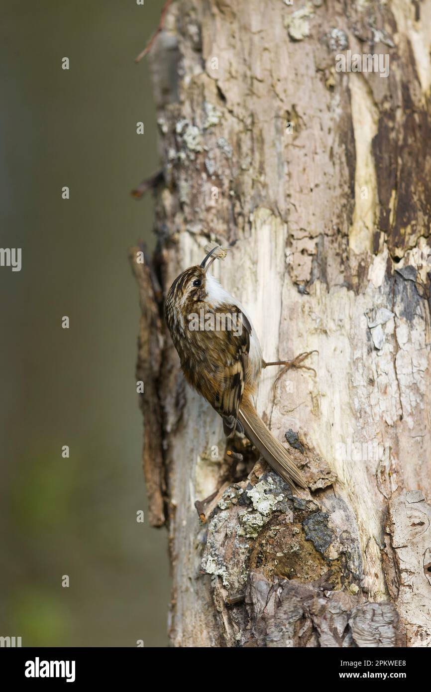 Common treecreeper Certhia familiaris, adult perched on trunk with nest ...