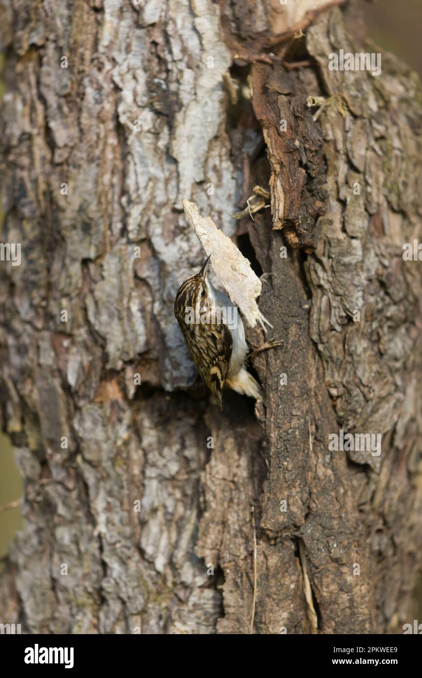 Common treecreeper Certhia familiaris, adult perched on trunk at nest ...
