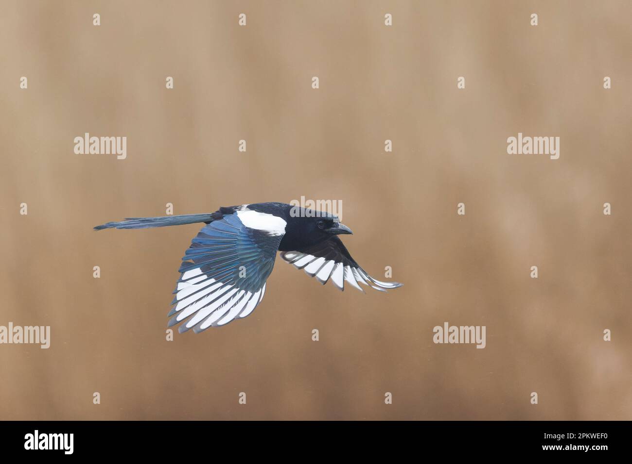 Common magpie Pica pica, adult flying, RSPB Minsmere Nature Reserve ...