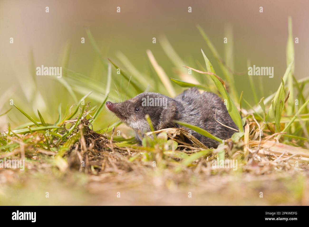 Eurasian water shrew Neomys fodiens, adult standing on grass, Suffolk ...