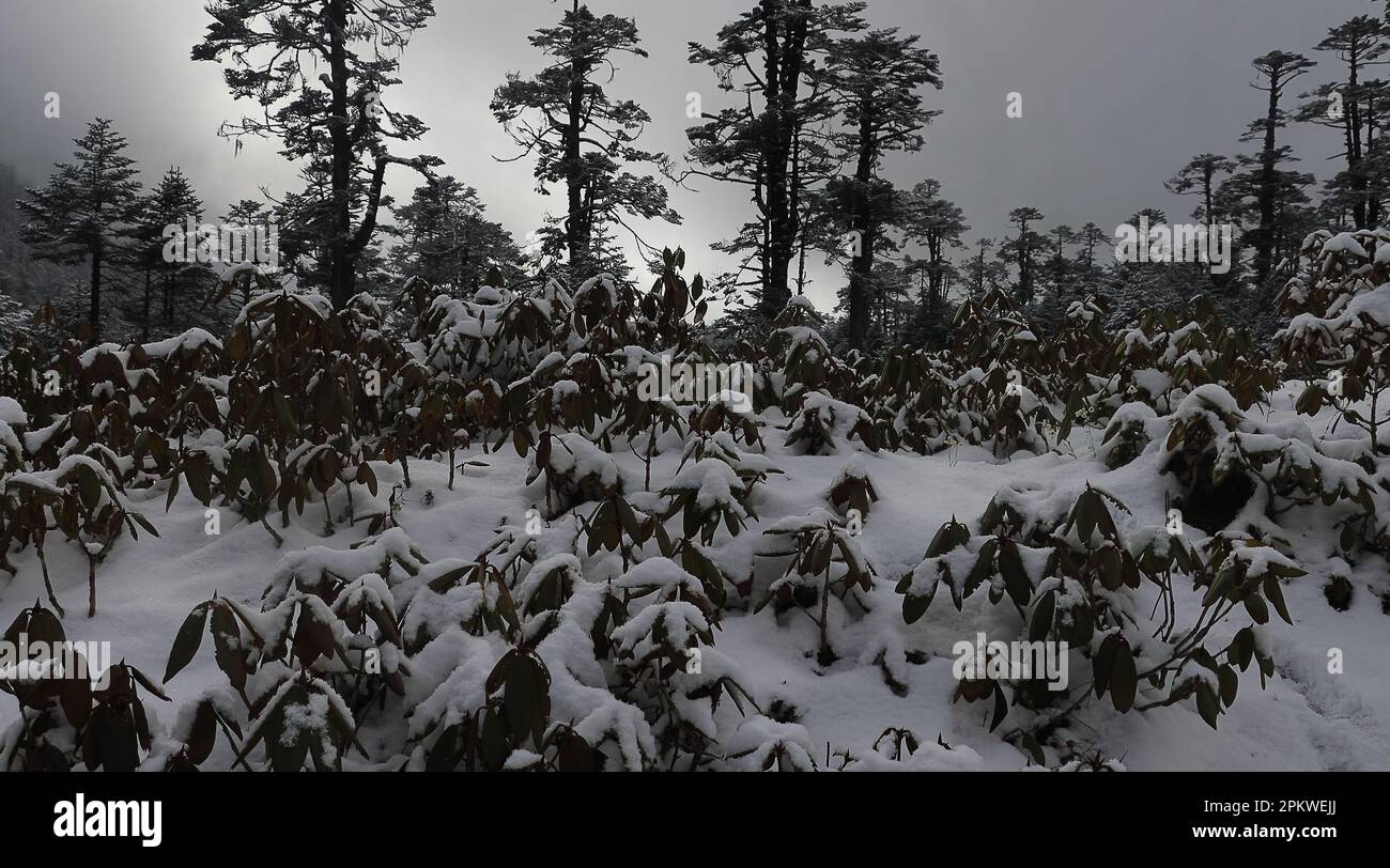 snow covered, frosty alpine forest in winter at yumthang valley, the ...