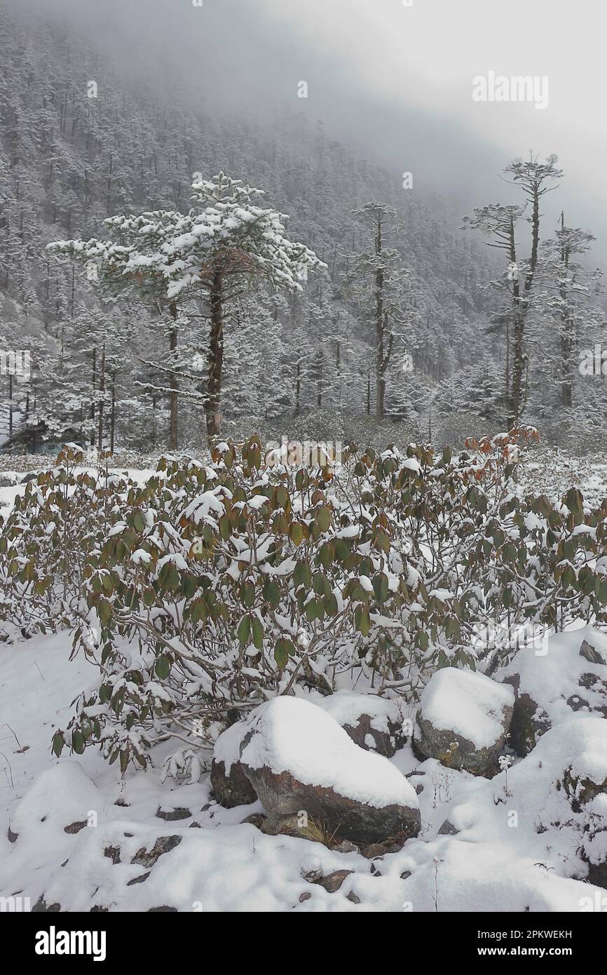 Alpine forest hi-res stock photography and images - Alamy