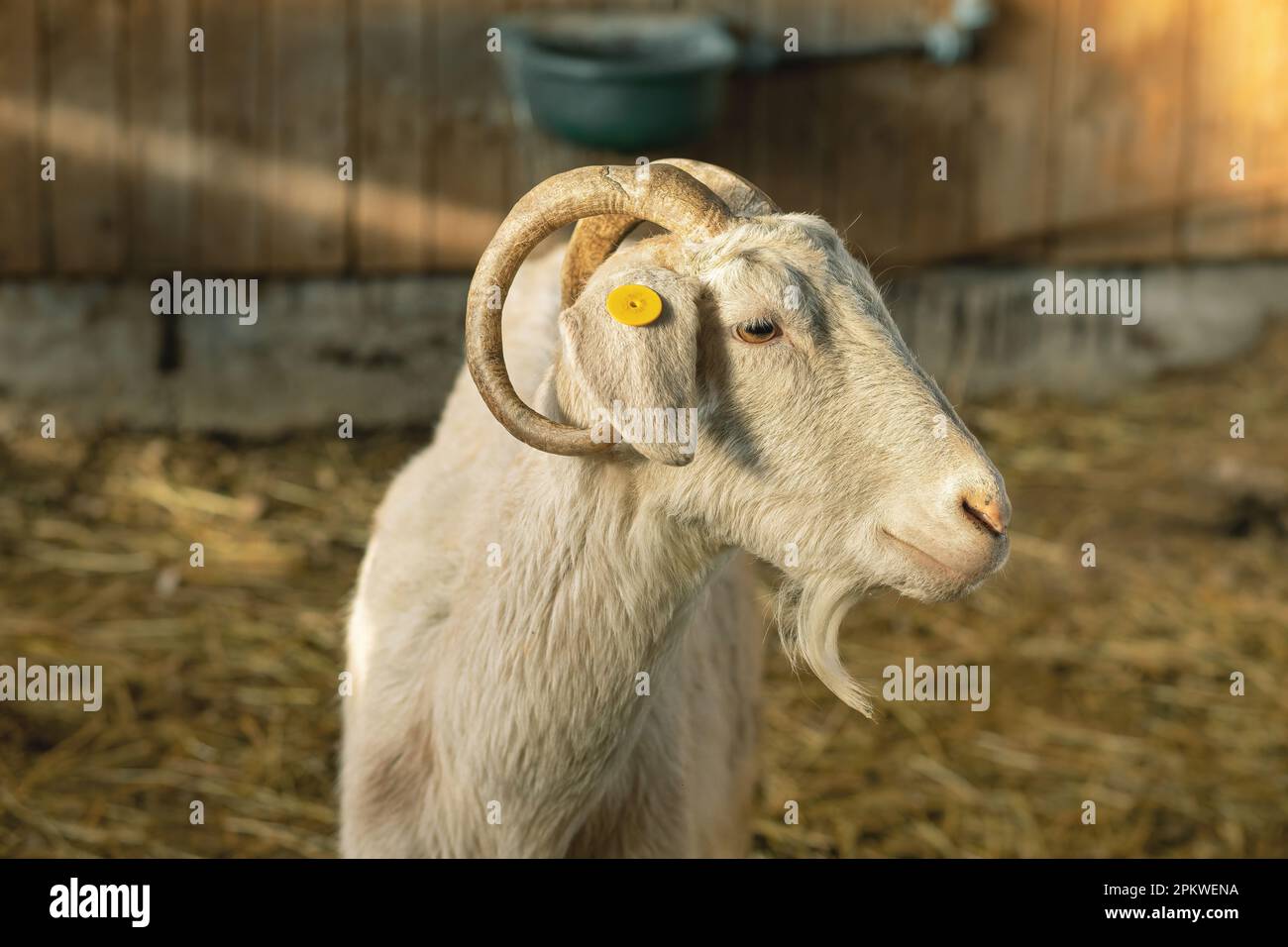 Goat on animal farm hi-res stock photography and images - Alamy