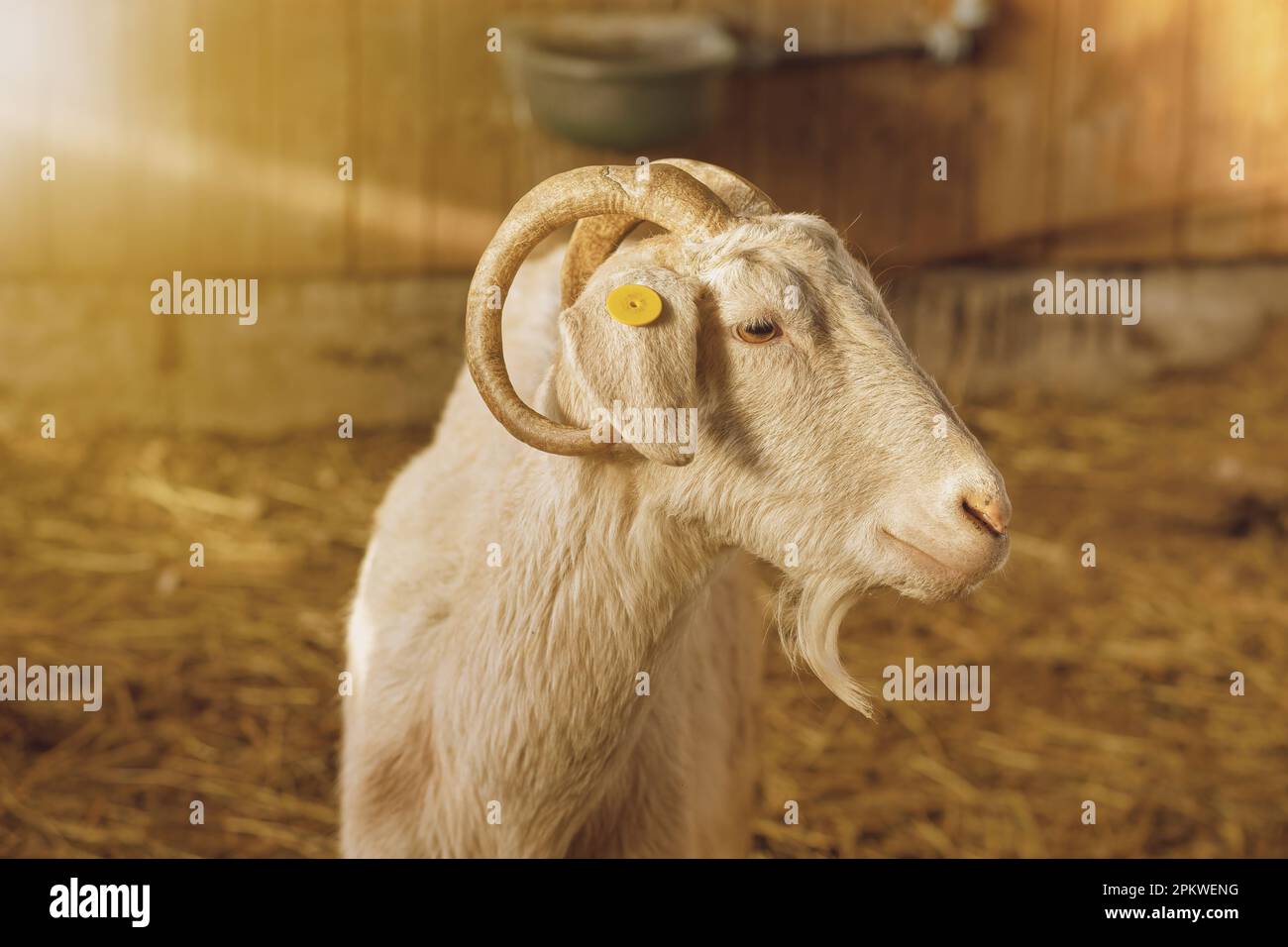 Goat on animal farm hi-res stock photography and images - Alamy