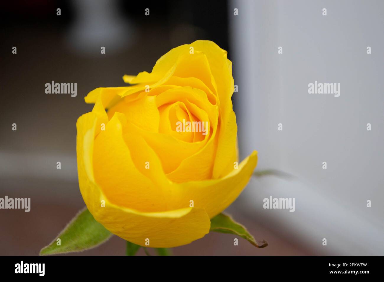 Yellow rose flower top view isolated on white background, clipping path ...