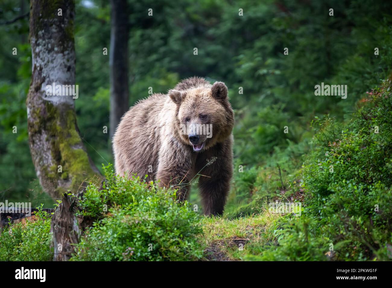 Wild Brown Bear (Ursus Arctos) in the summer forest. Animal in natural habitat. Wildlife scene ...