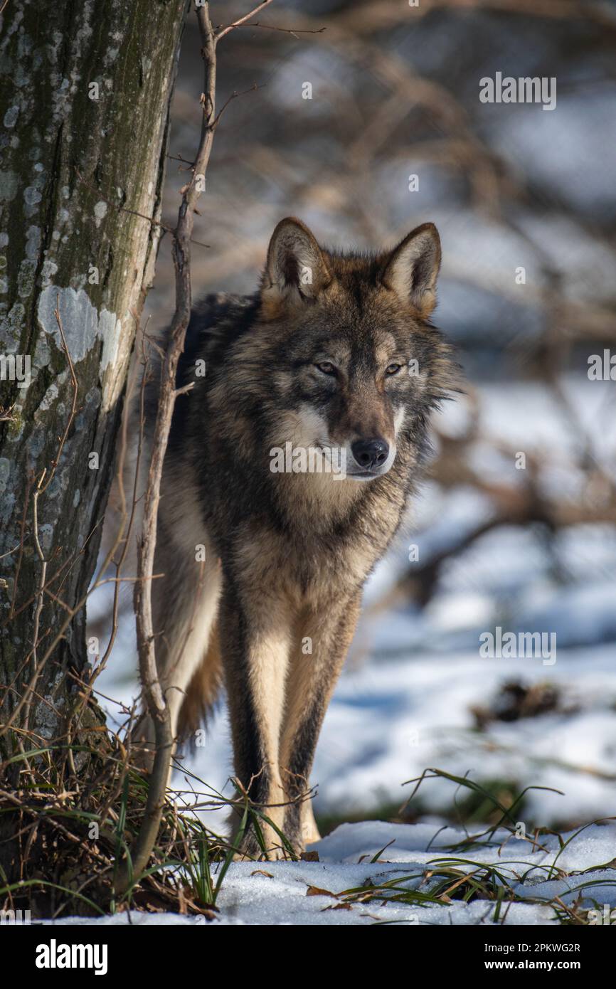 Wolf in the forest up close. Wildlife scene from winter nature. Wild ...