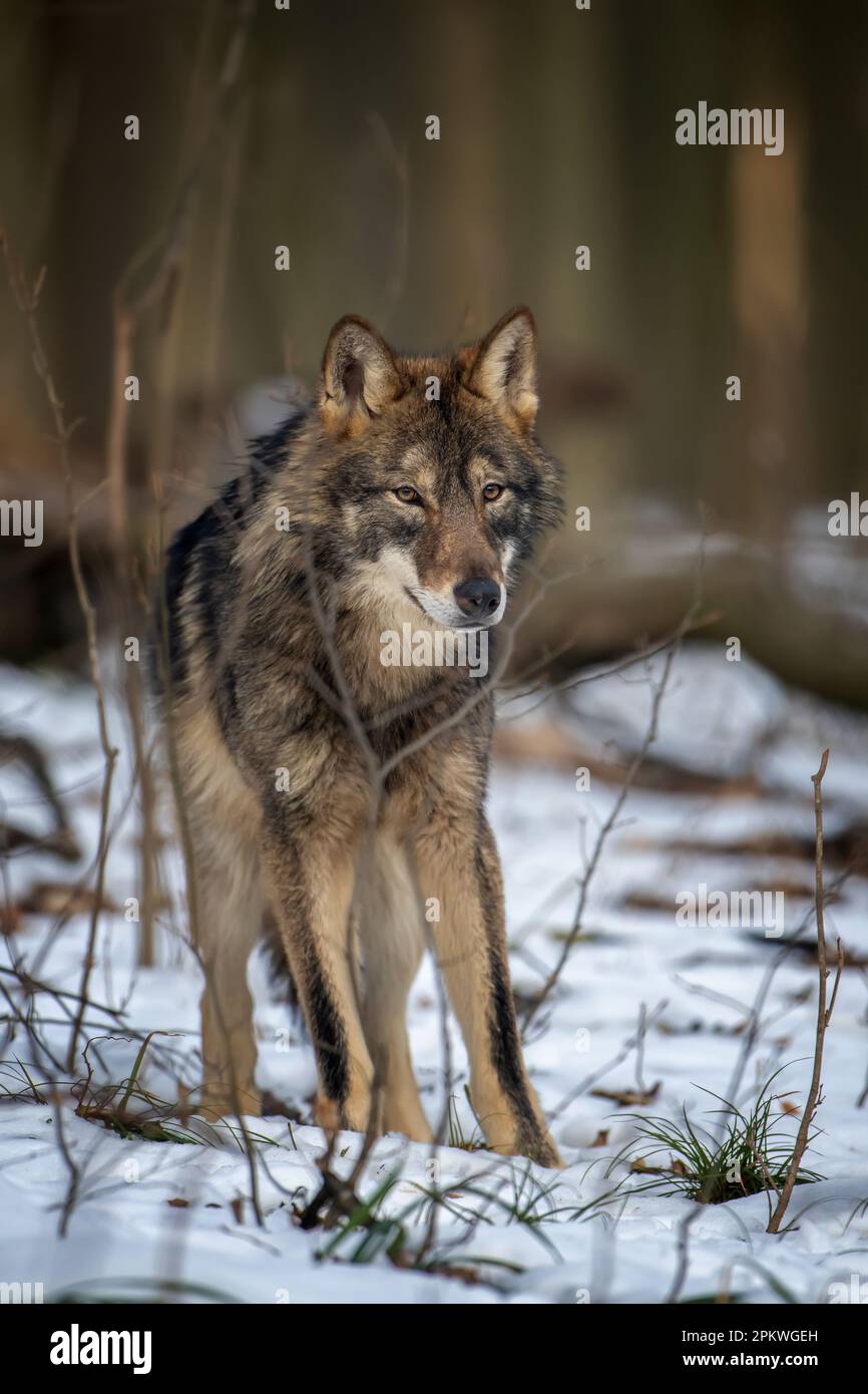 Wolf in the forest up close. Wildlife scene from winter nature. Wild ...