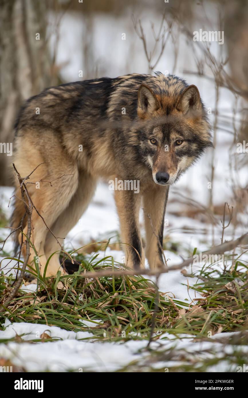 Nature Scenes With Wolves