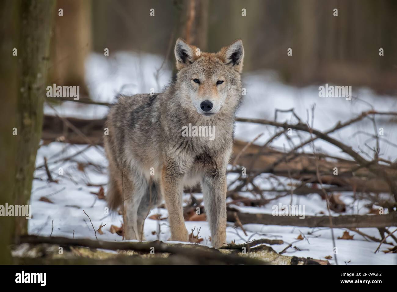 Wolf in the forest up close. Wildlife scene from winter nature. Wild ...
