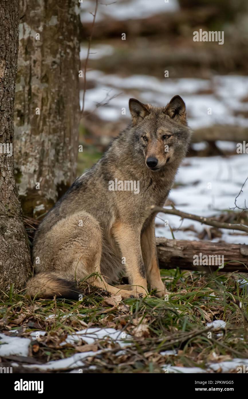 Wolf in the forest up close. Wildlife scene from winter nature. Wild ...