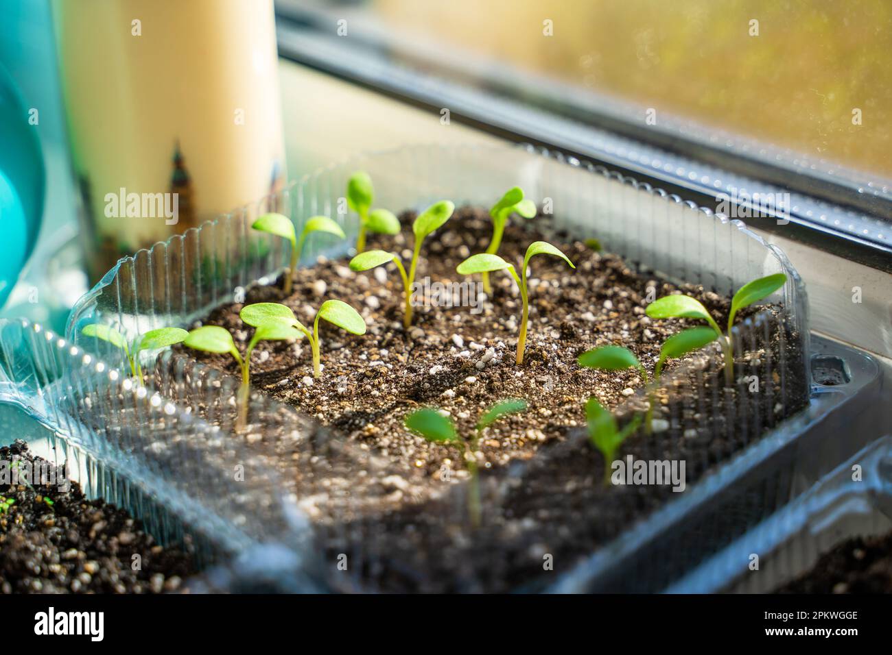 Seeds on a windowsill hi-res stock photography and images - Alamy