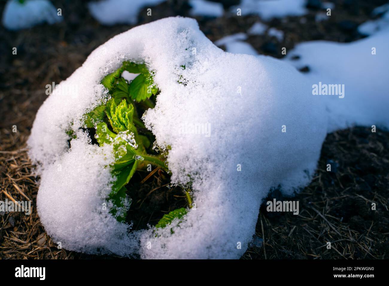 A strawberry bush wakes up after winter under melting snow, close-up ...