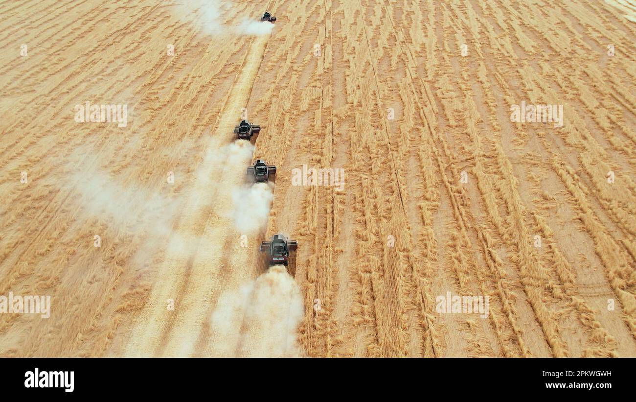 Drone aerial footage of harvesters gathering grain crops from ...