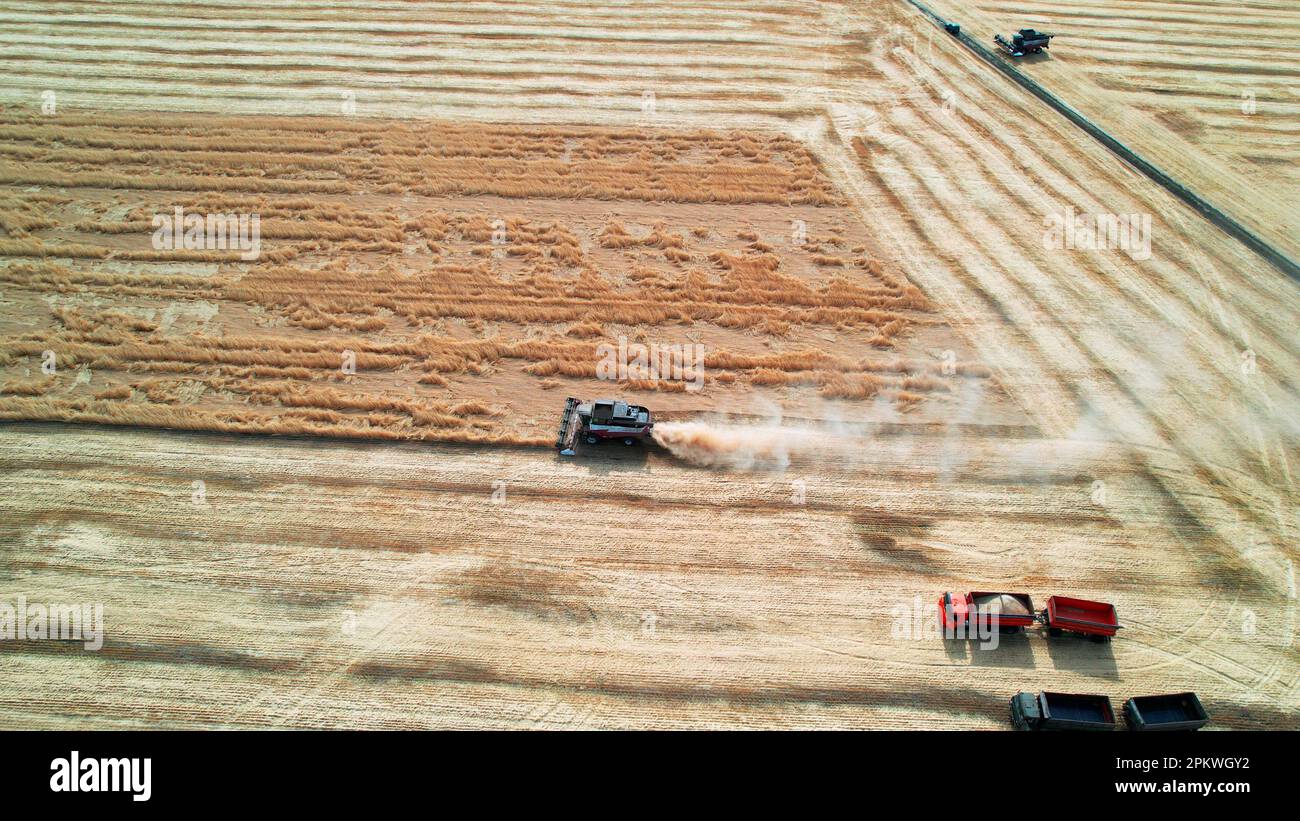 Aerial view harvesters gather wheat hi-res stock photography and images ...