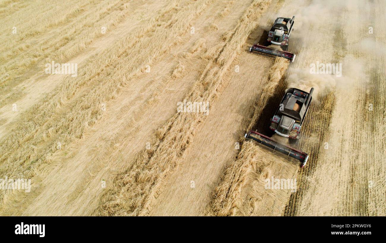Ufa, Russia; August 23, 2022: Aerial shot from above harvesters ...