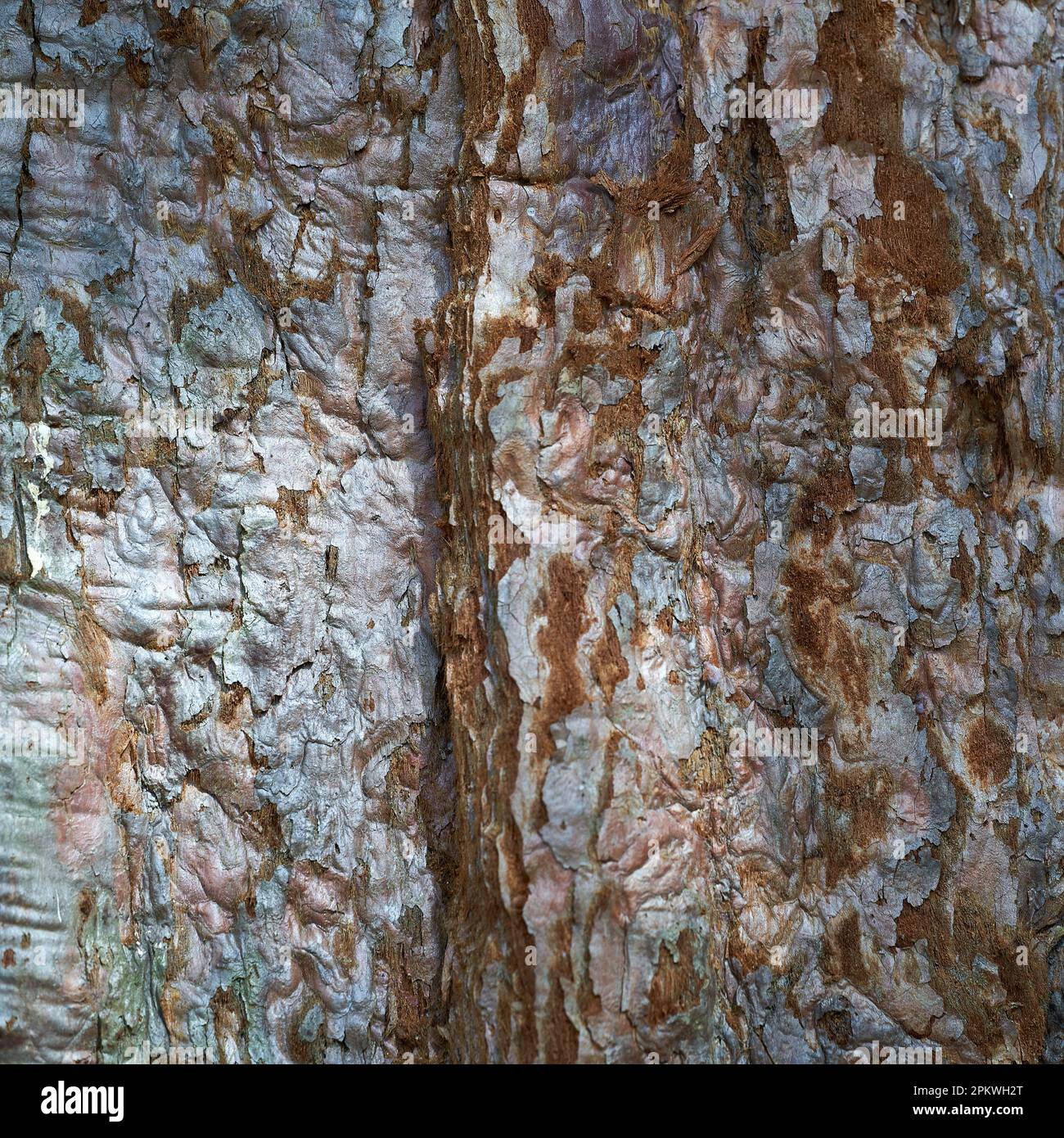 Redwood tree stem pattern. Fullframe. Perfect for Backgrounds Stock ...