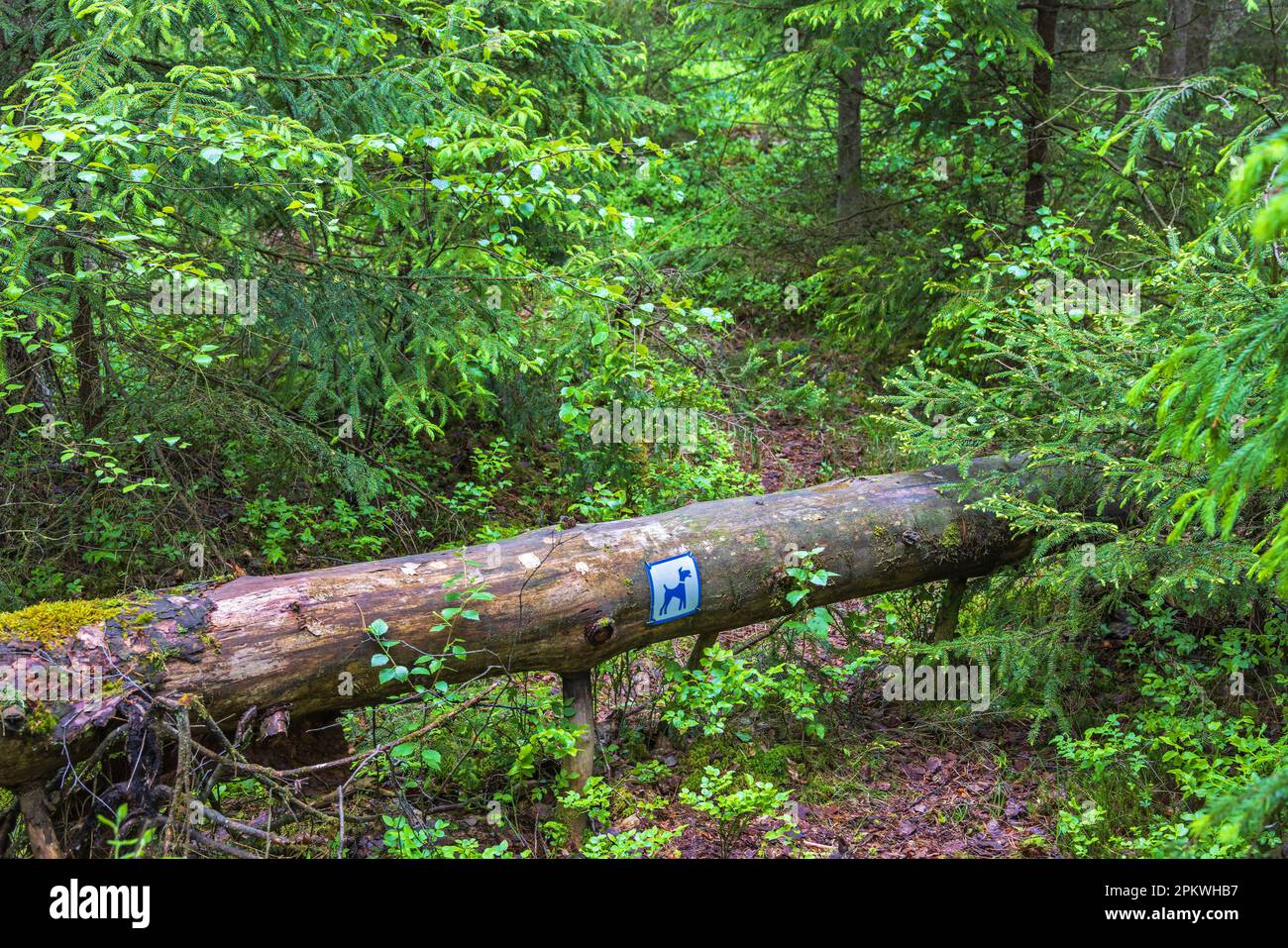 Path in the forest with obstacles for dogs Stock Photo - Alamy